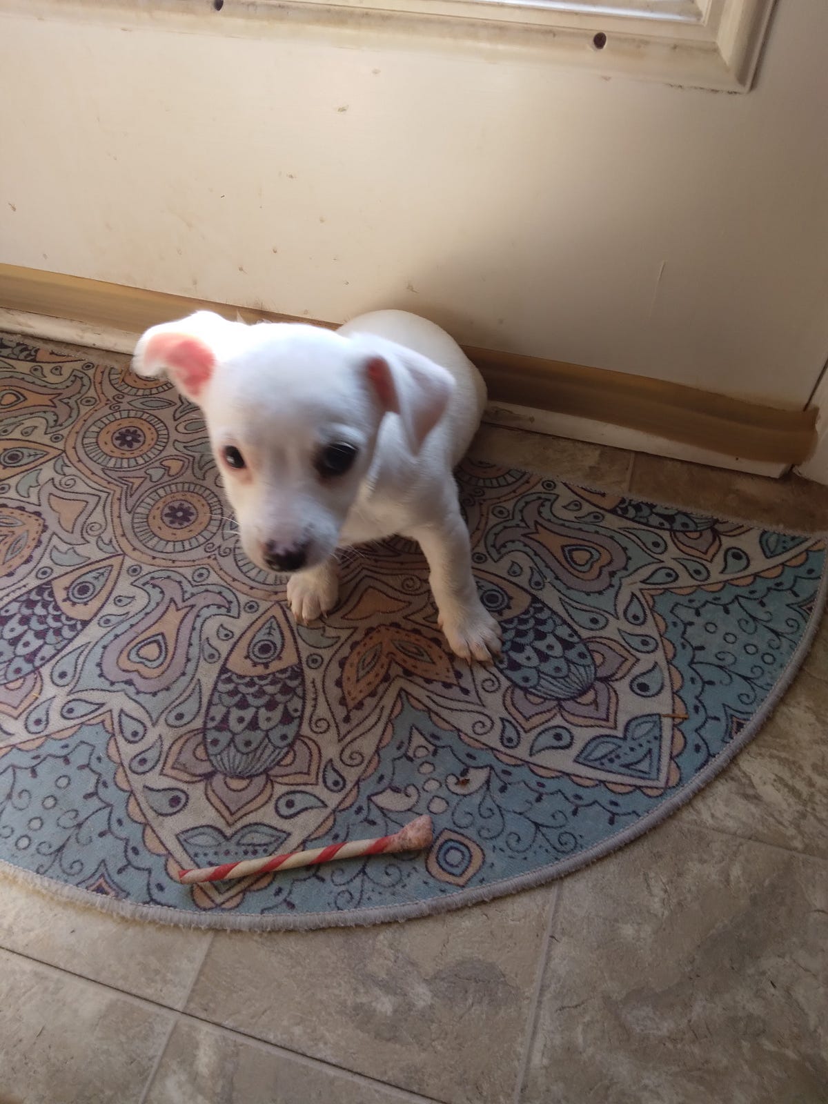 Week 9 with the Puppies. I adore them. They must go. | by Jo An Fox-Wright Maddox | Dancing ...