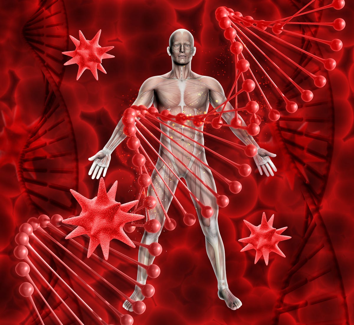 Blood type and muscle building: What is the relationship? | by Rachid ...