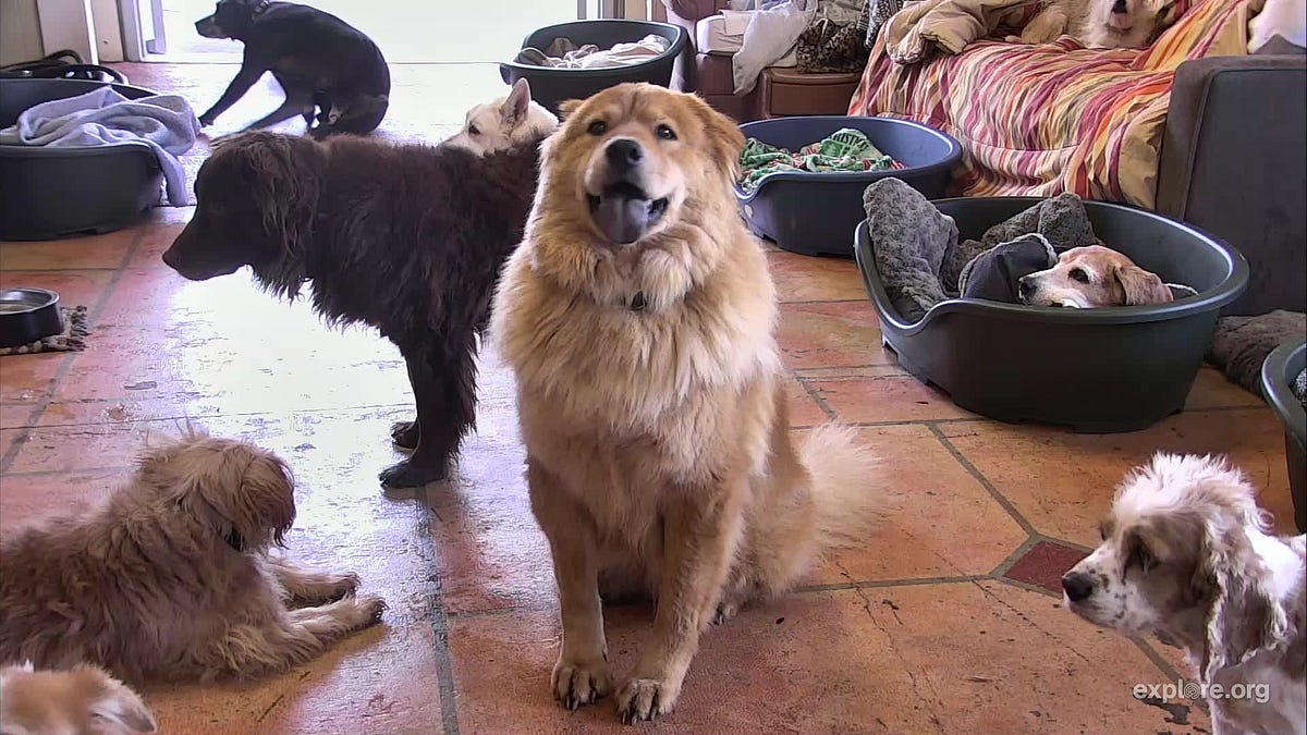 Old Friends Senior Dog Sanctuary Weekly Update (11/9) | by explore.org ...