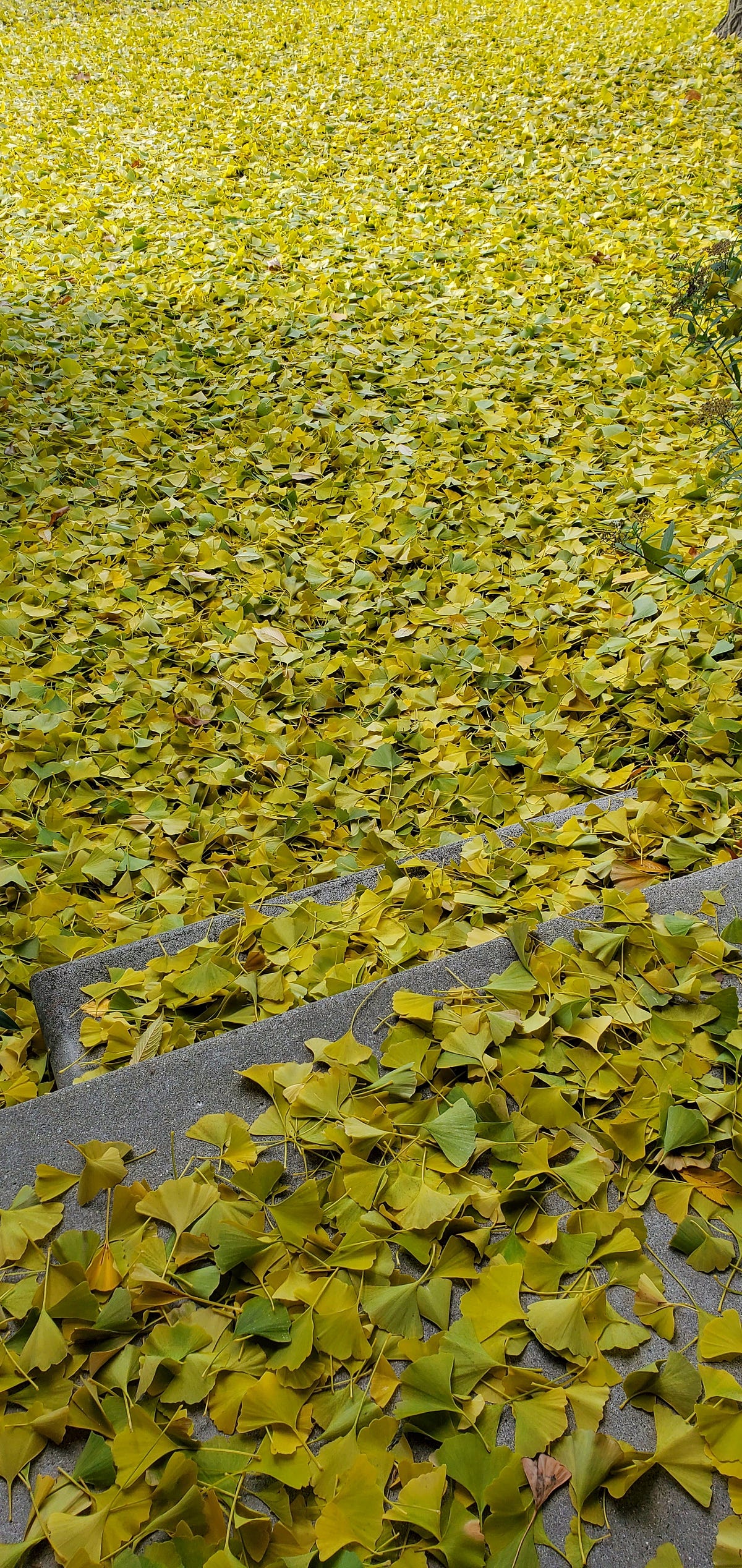 Favorite Things: Ginkgo Leaf Falling Day | by Ellice Engdahl | Medium