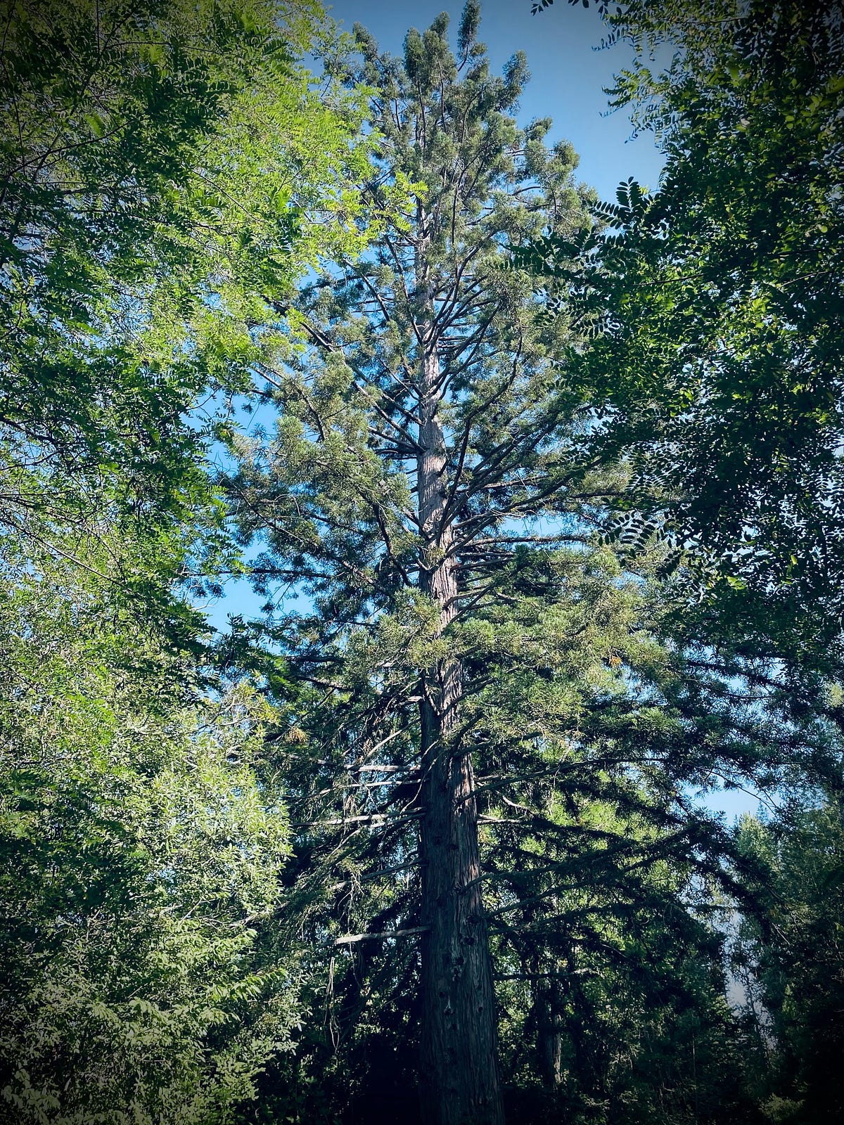 Sequoia - Kel Sea 927 - Medium