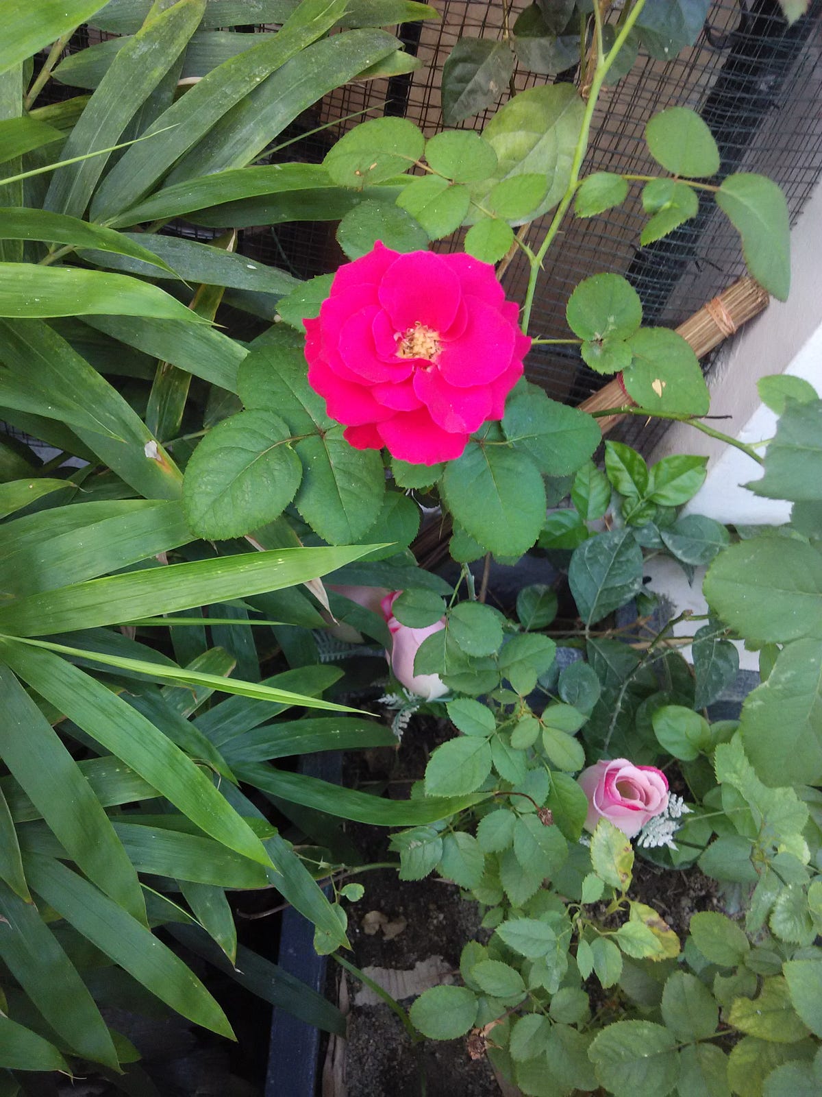 Nice to meet you!. My name is Jeany, u can call me Jean… | by Jeany Chong | Medium