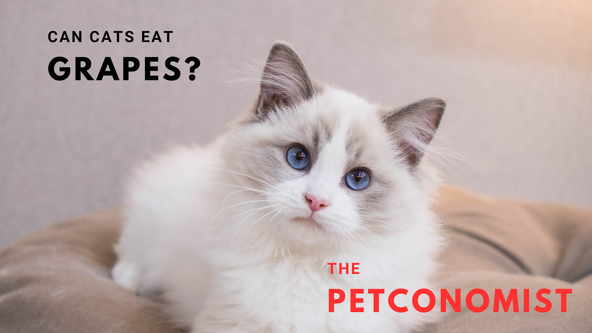 Can Cats Eat Grapes? Everything You Need to Know | by The PetConomist ...