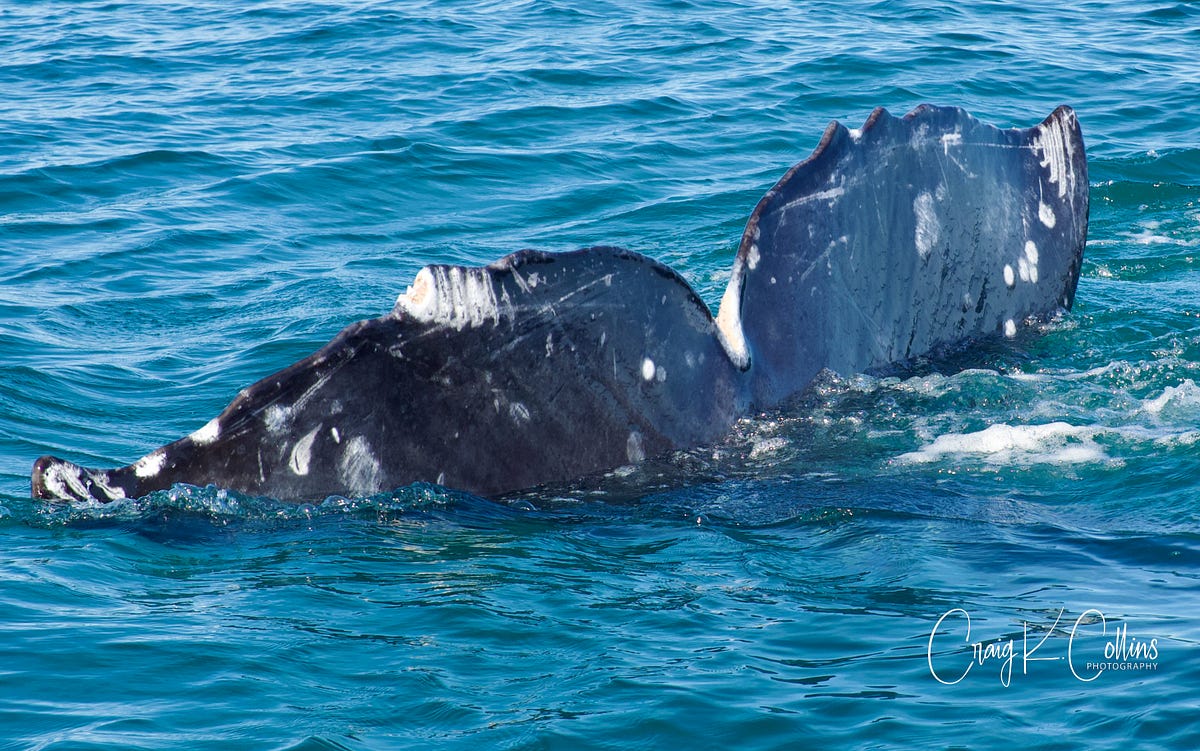 That Time I got Blasted in the Face with Whale Snot | by Craig K ...