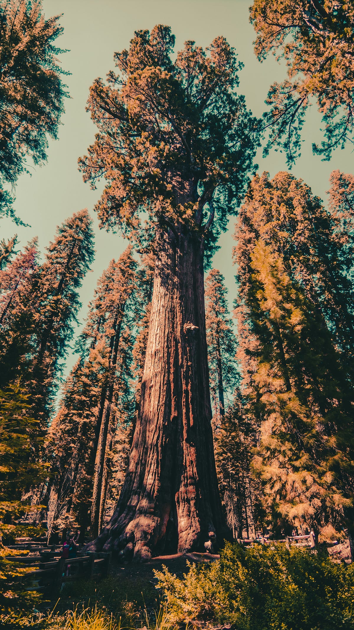 Making the giant fall…. “What would you do if you had to chop… | by ...
