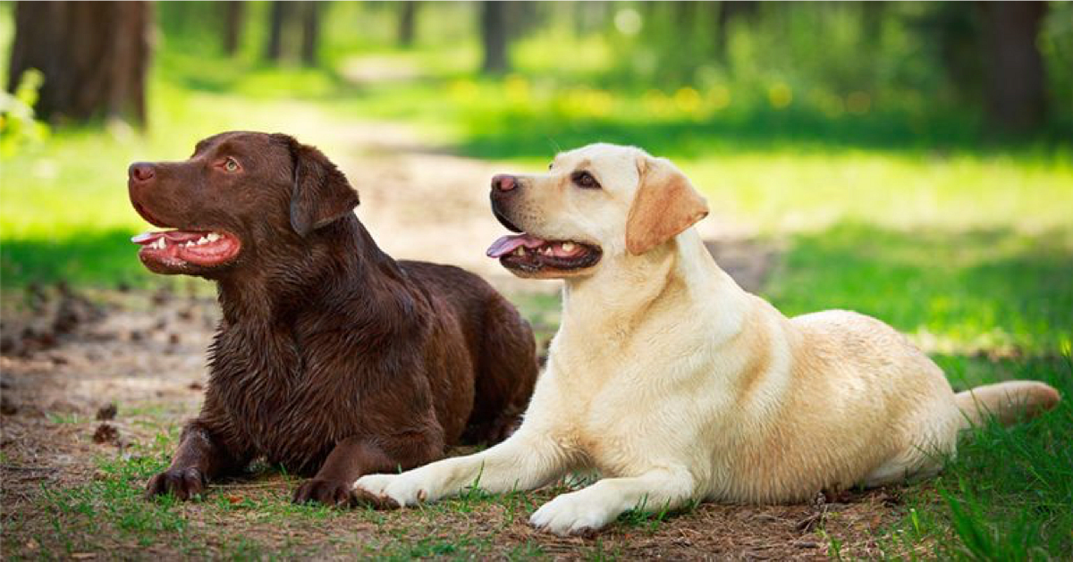 What is the most complex animal for which we can model its general ...