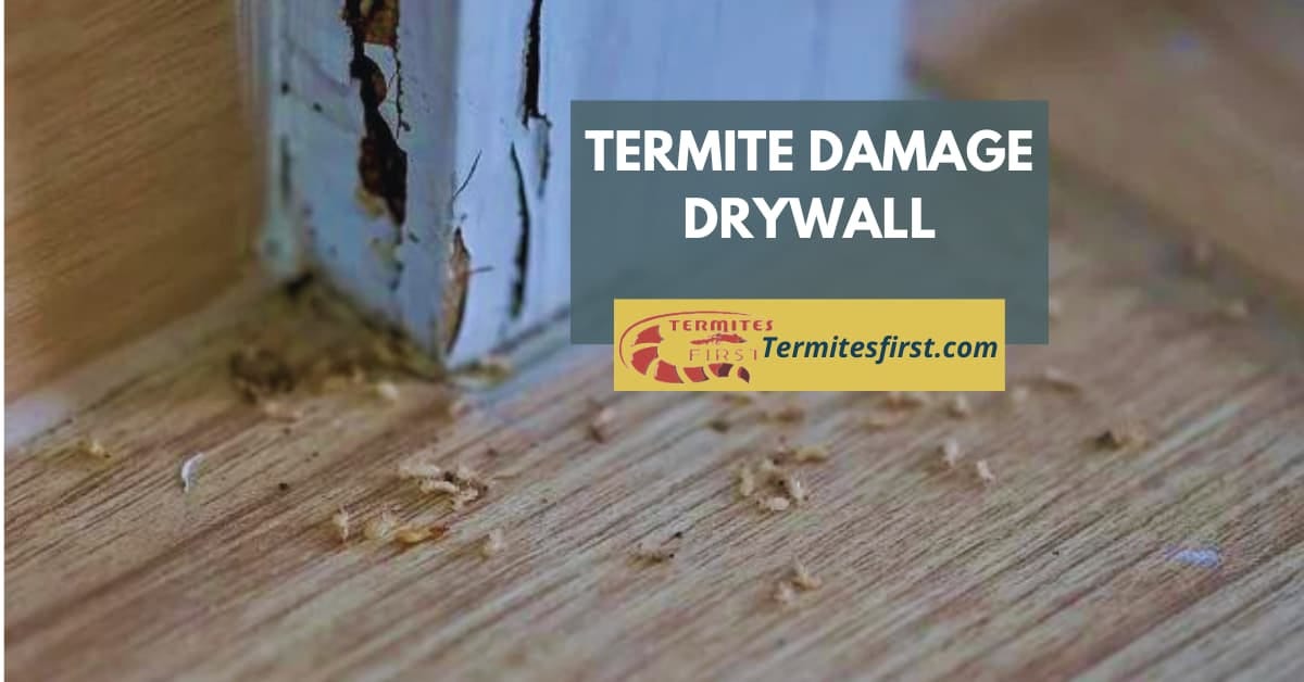 Termite Damage Drywall: Unveiling the Impact - Jahanzaib - Medium