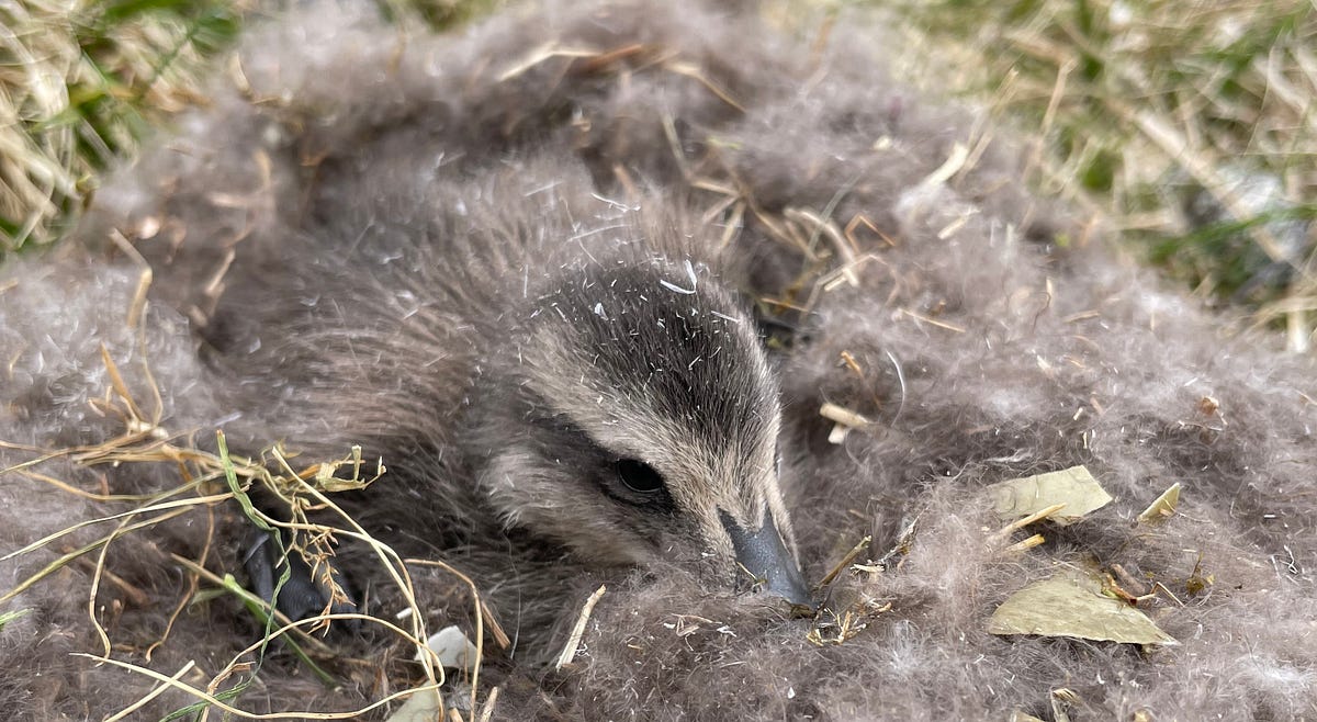 The Eiderdown Saga: From nest to niche market | by Herdís G. R ...