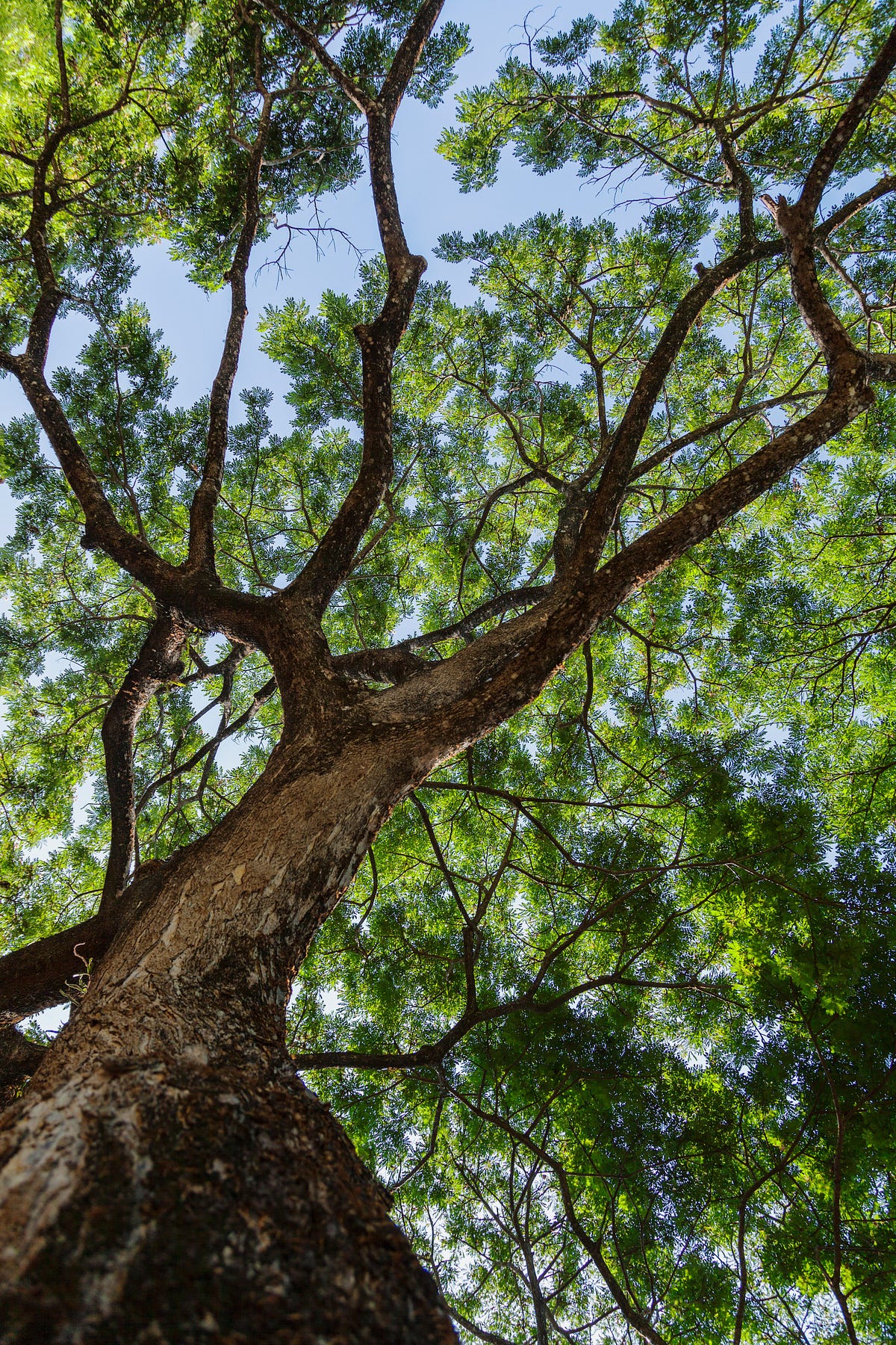 How tree thinking can ruin your career plans | by Sarah Rourke | Medium