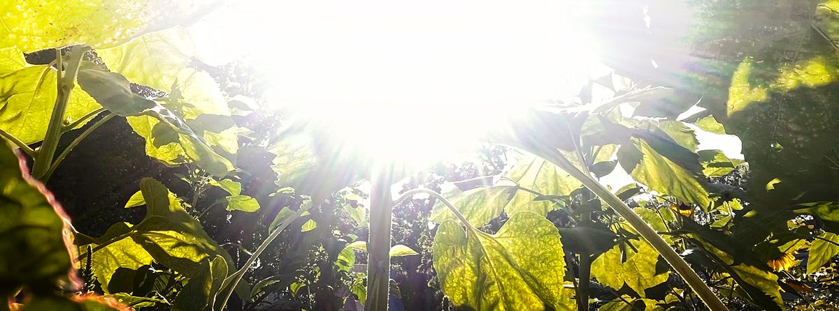 One Light (Daily Planet email #1113) | by Matthew Hane | Medium