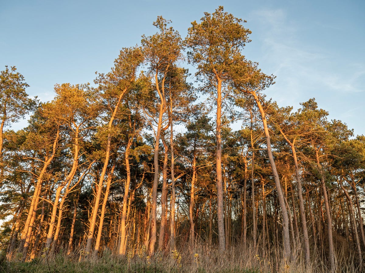 Pine Trees in the Golden Hour - Simply Photos - Medium