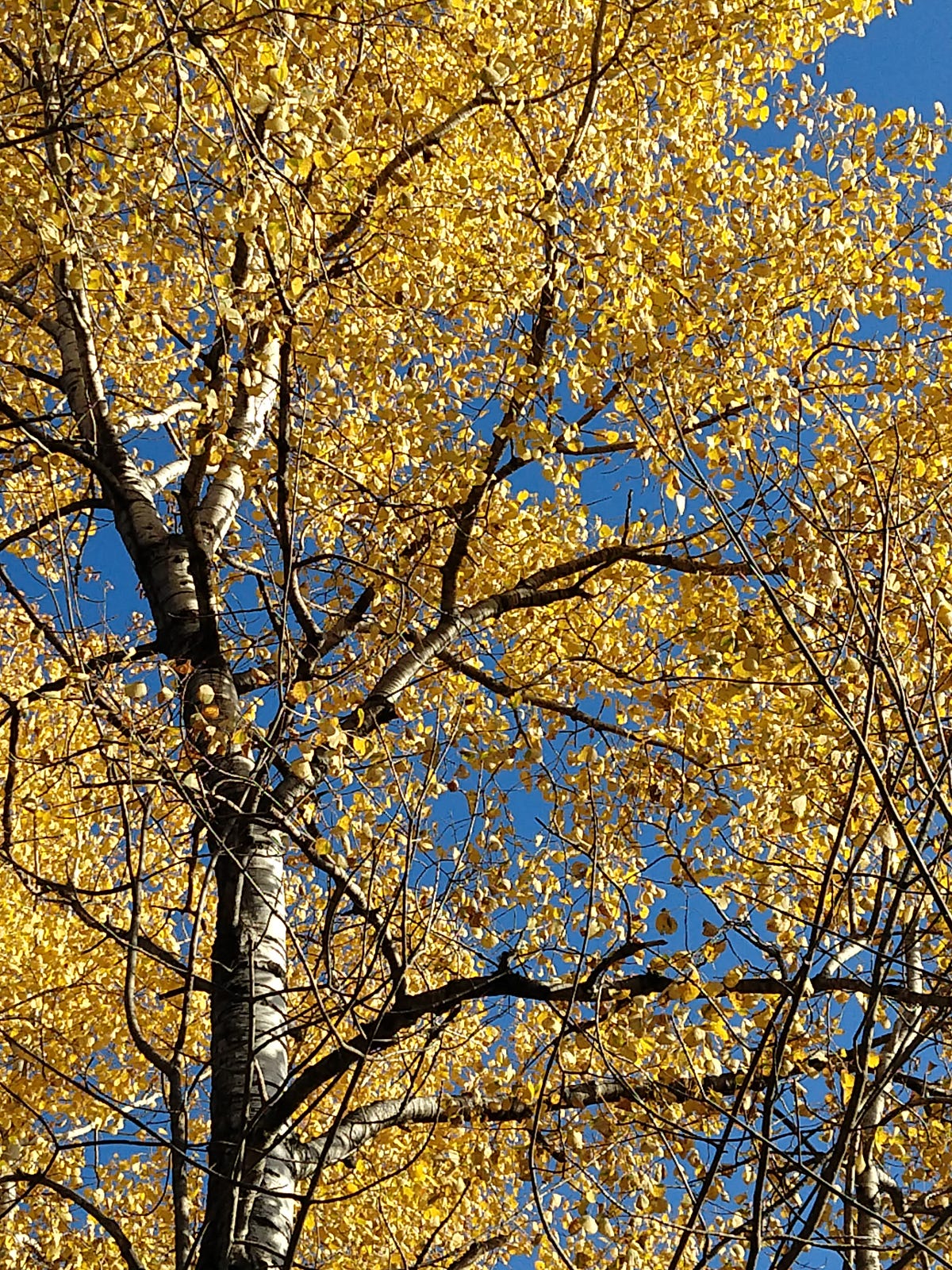 Aspen Yellow. Haiku for autumn | by Brian Emery | Any Writers | Medium
