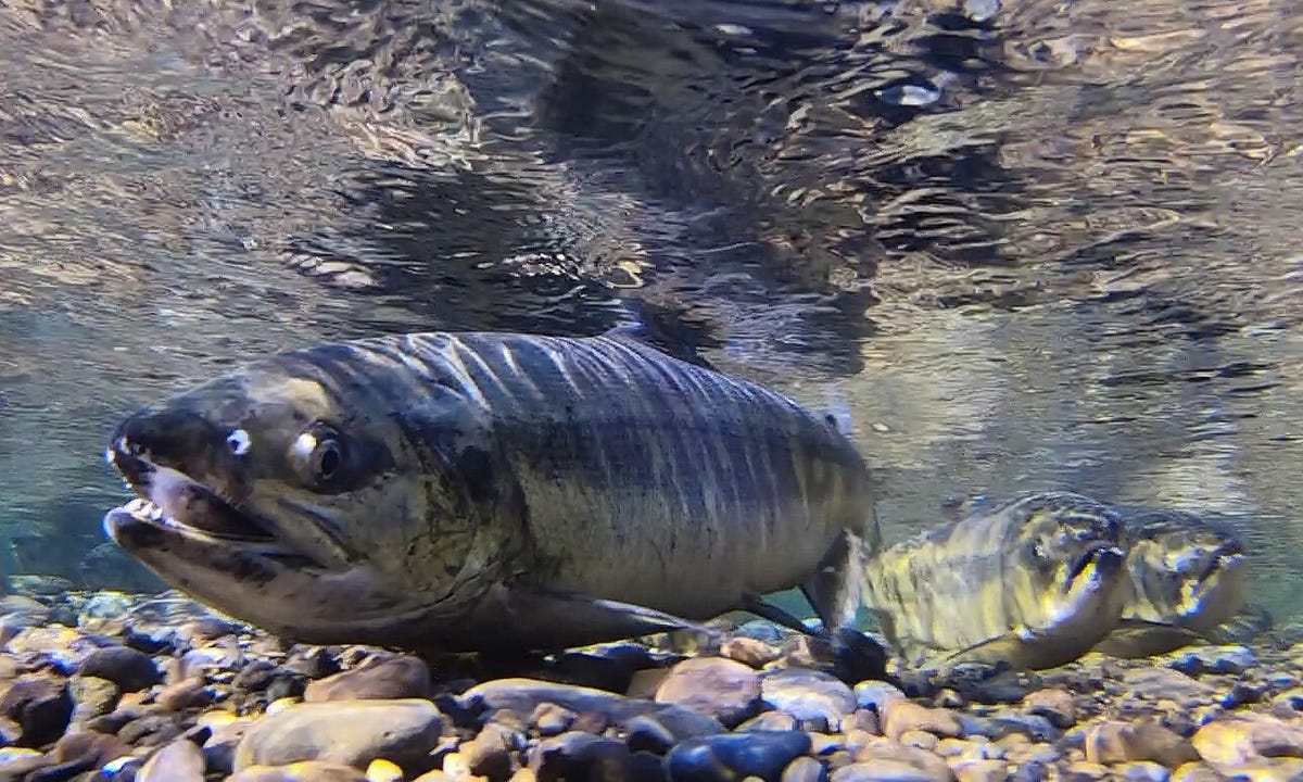 Monitoring river temperatures is a key tool for biologists to better ...