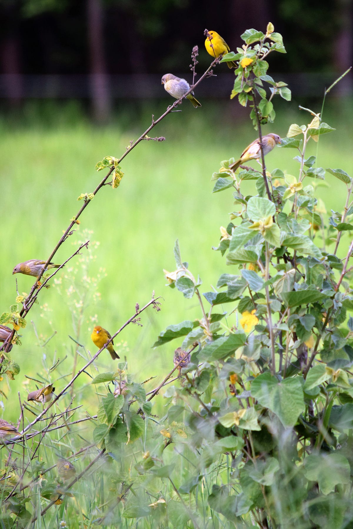 Canary Deployments in Kubernetes. We have canary bird’s, like in the ...