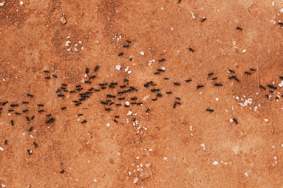 WINTER ANT INVASION: HOW TO GET RID OF THEM AND KEEP THEM OUT | by Pest ...