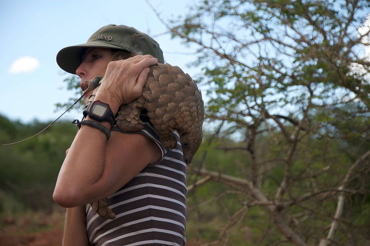 The Survival Of The Pangolin Is Critical To Biodiversity | by Stephen ...