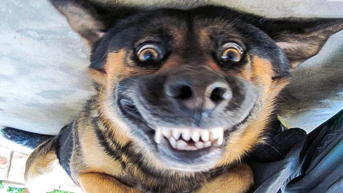 Convolutional Neural Network (CNN) for a Dog Identification App | by ...