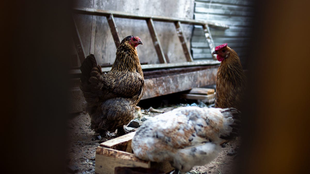Creating a Comfortable House for Your Flock: A Checklist for Chicken ...