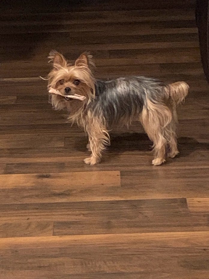 Dagney is an Addict and a Hoarder | by Brenda Mahler | Petness | Medium