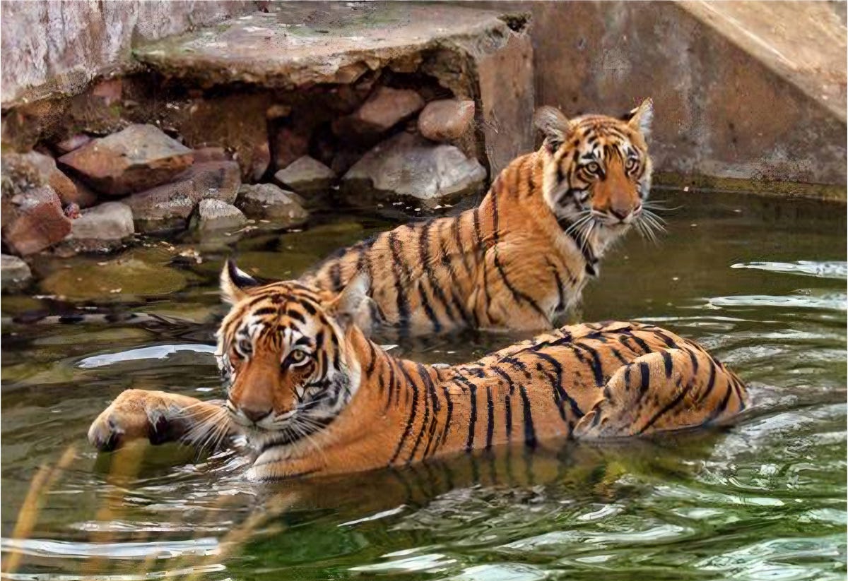 What A Fantastic Day With Tigers; Sighting At Ranthambore, India | by ...