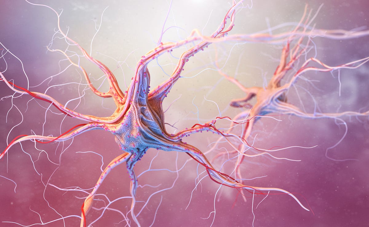 Your Brain On Meditation. The latest research in neuroscience and… | by ...