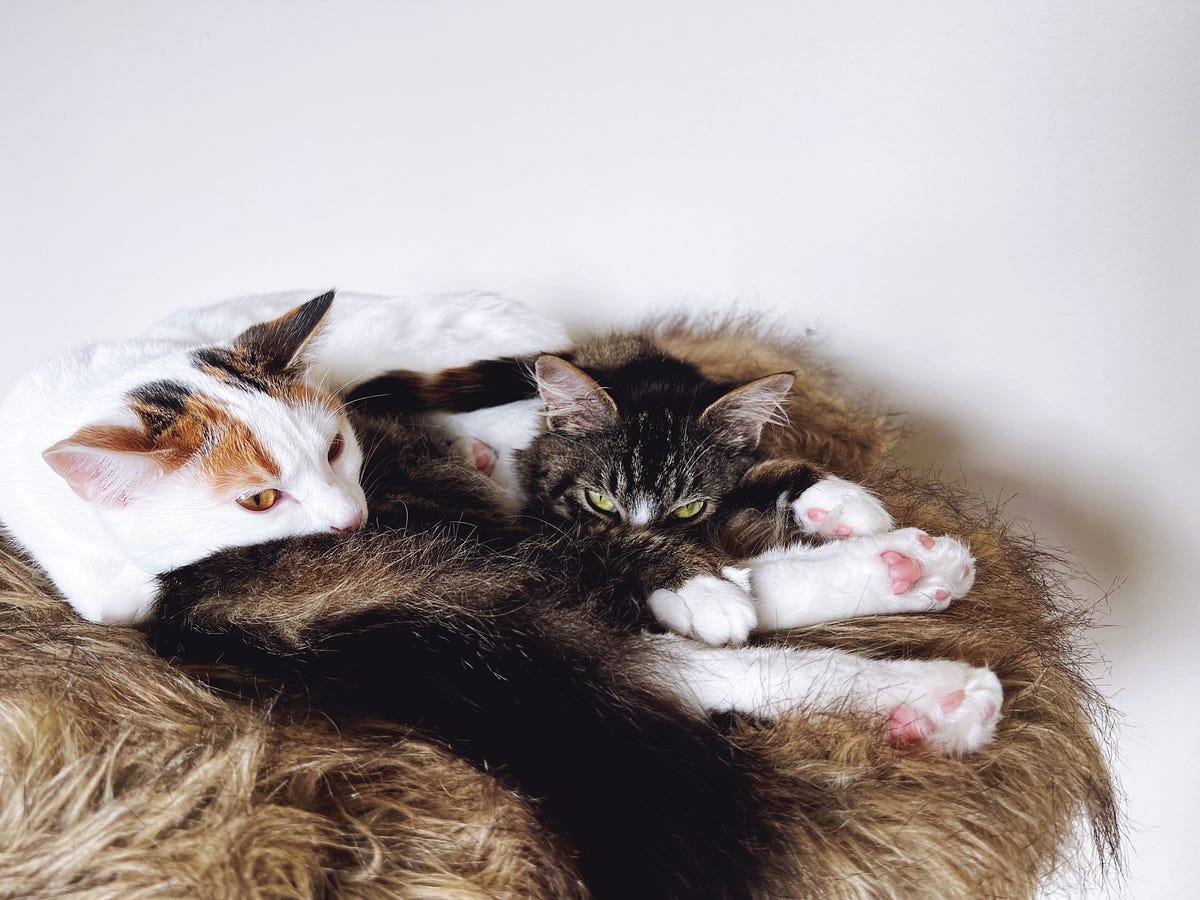 In My Cat Mom Era. I spend a good deal of my time sourcing… | by Ashley ...