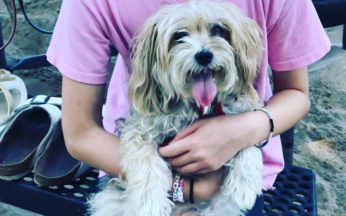 Schmoopy Wasn’t Just a Dog. There are many ways to process the loss… | by Andrea M. Tam | Medium