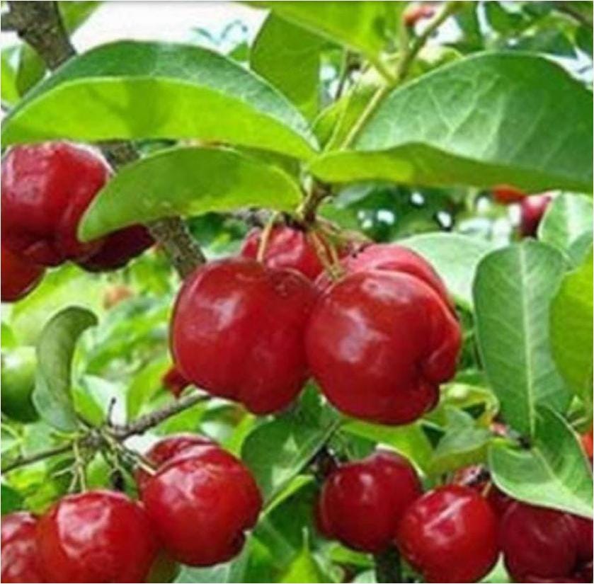 Bibit Ceri Vietnam Tanaman Buah Cherry Magelang Berkualitas | by ...