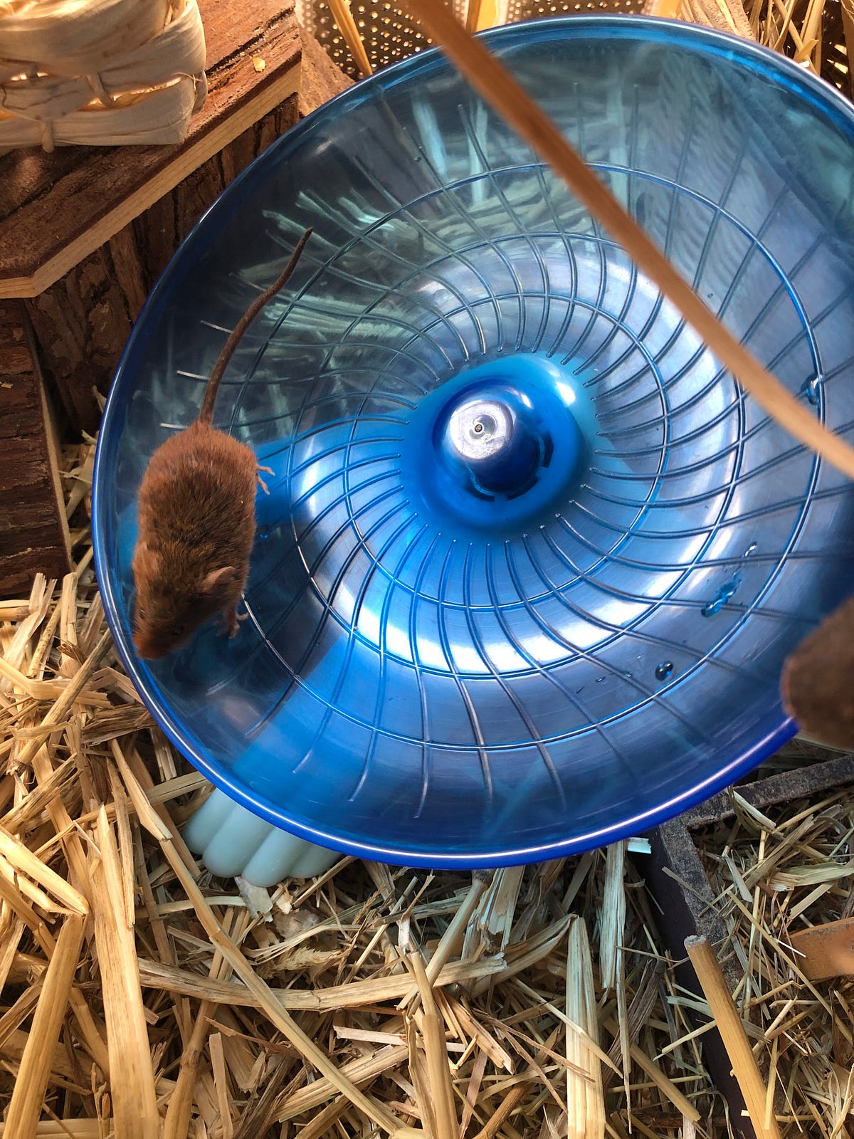 Searching For a Rodent Companion. My experience of exploring animal ...