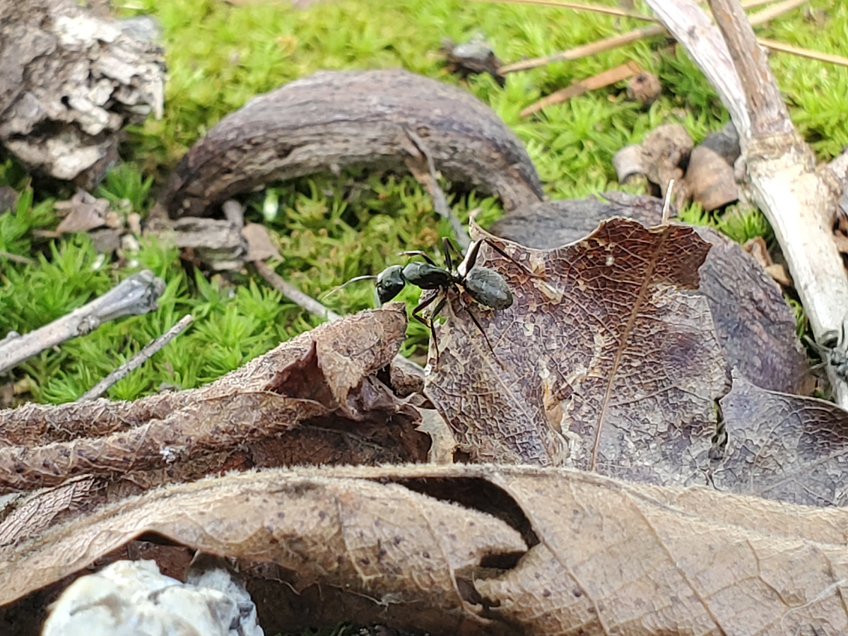 I, An Ant Hill — a free verse poem | by Christina M. Ward | Fiddleheads ...