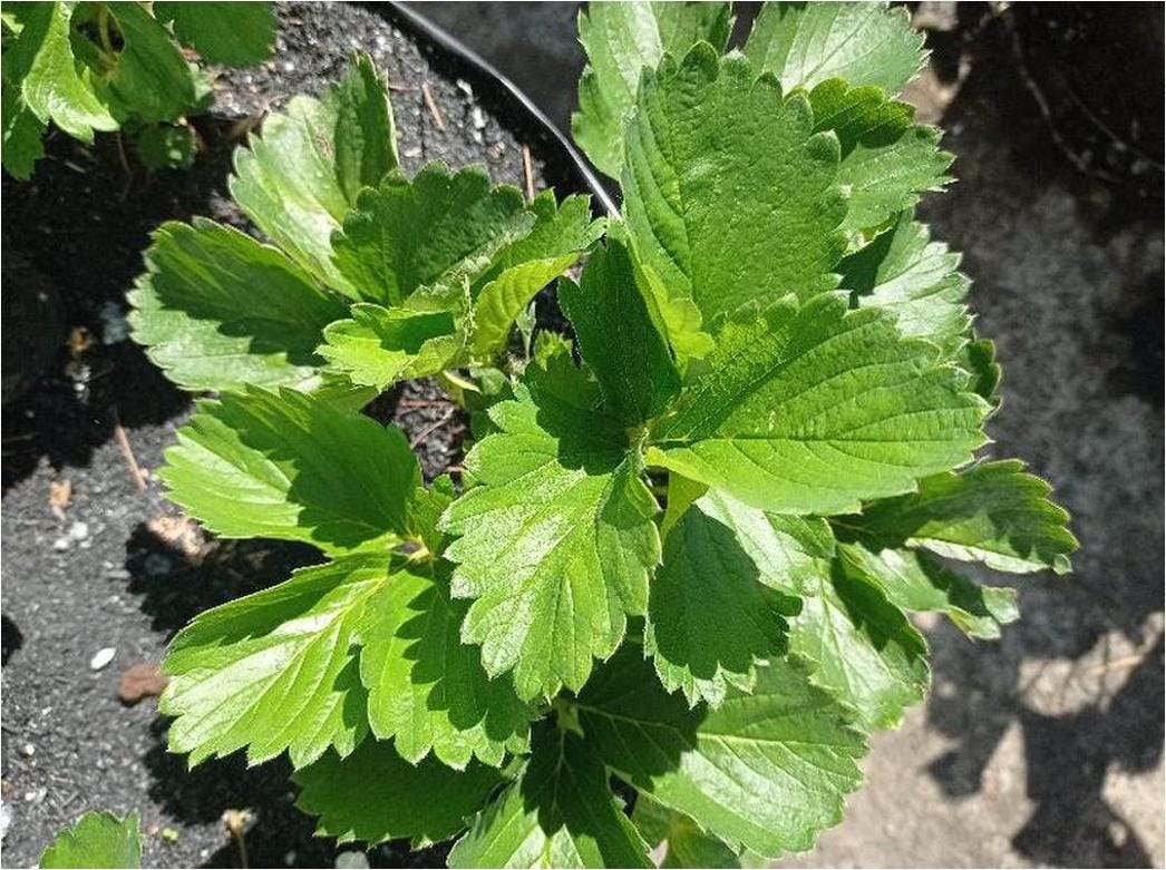 Indukan Strawberry Akihime Jepang Berbunga Subang Terbaik | by pradipa ...