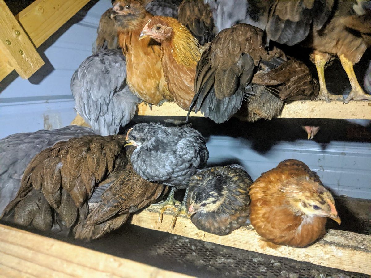 The Training Coop. We picked up this year’s second round… | by Timothy ...