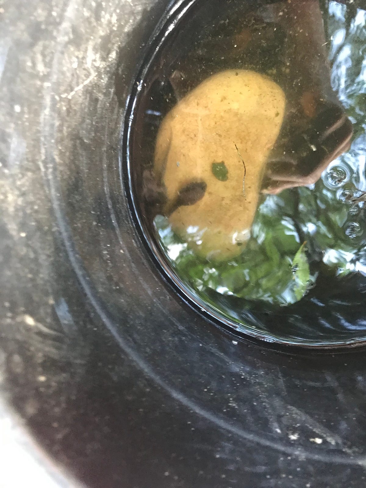 A Tadpole’s Resilience. Last Spring we discovered tadpoles in… | by ...