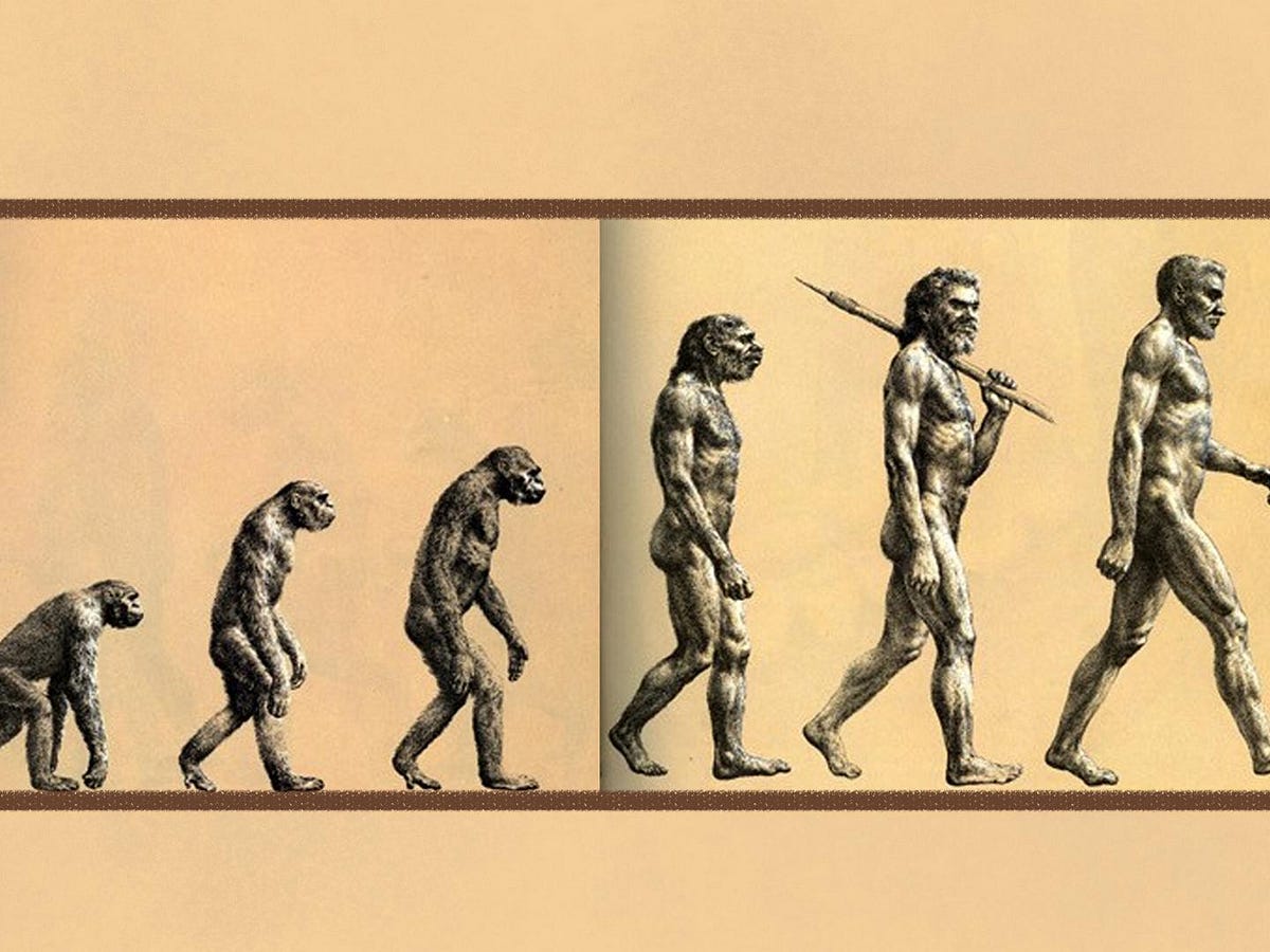The Vestigial Traits Left Behind by Humans in the Evolutionary Process ...