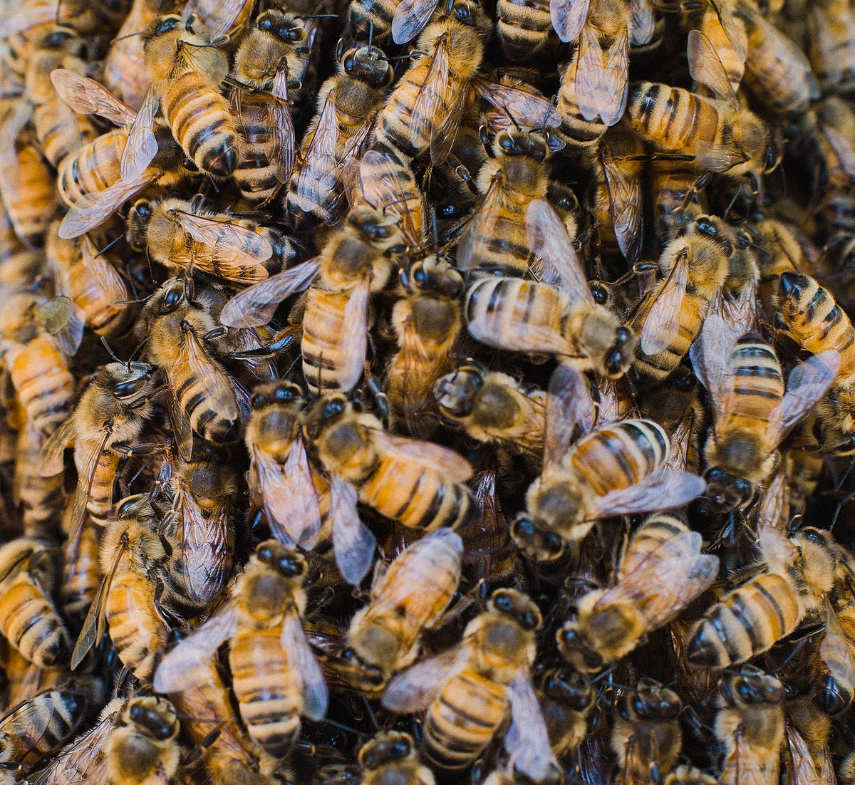 Jardín Eterno: an automated Farm-of-the-Future Model where Pollinators ...