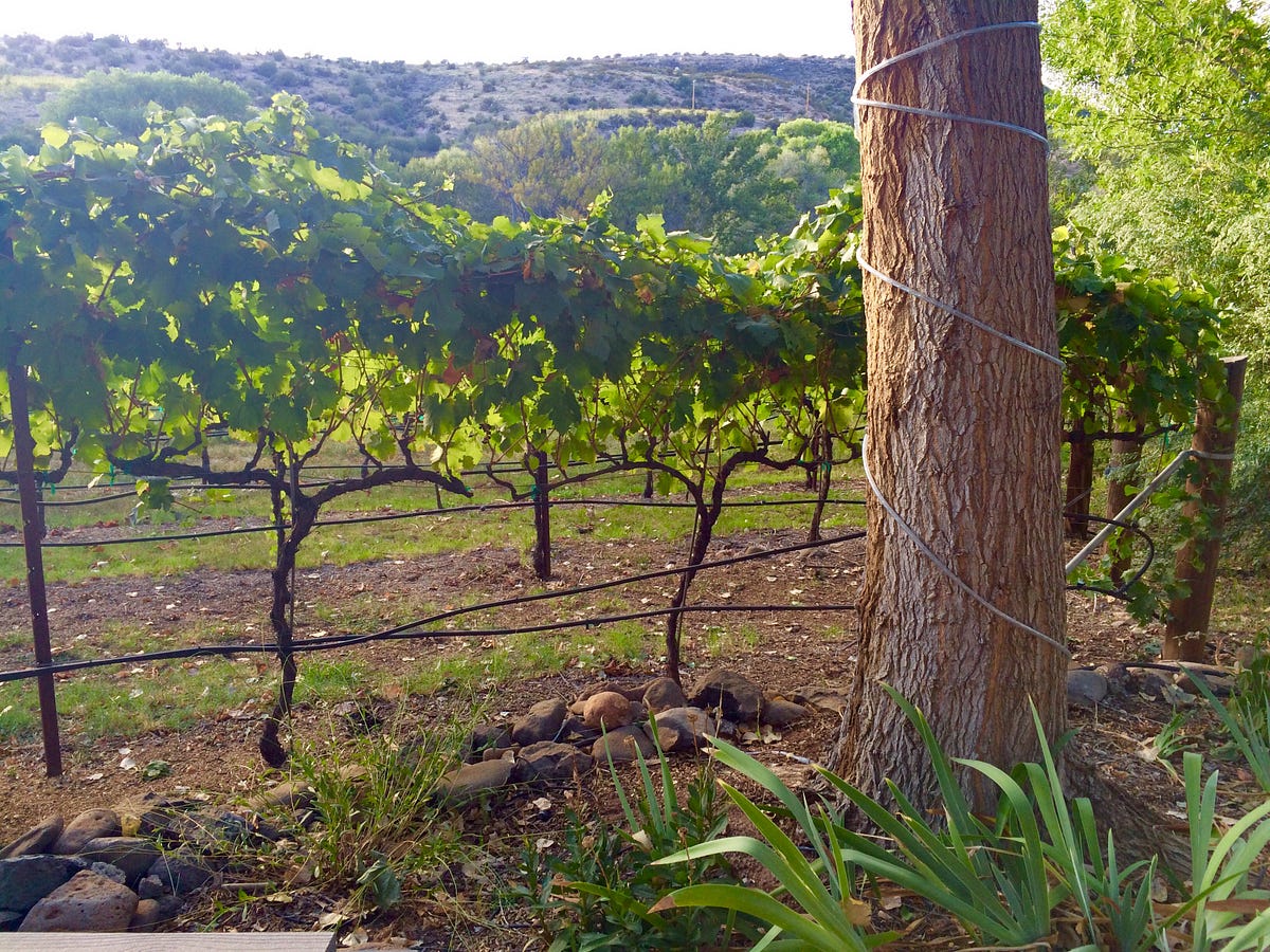 Stressed Grapes Create the Best Wine | by Lara Heacock | Medium