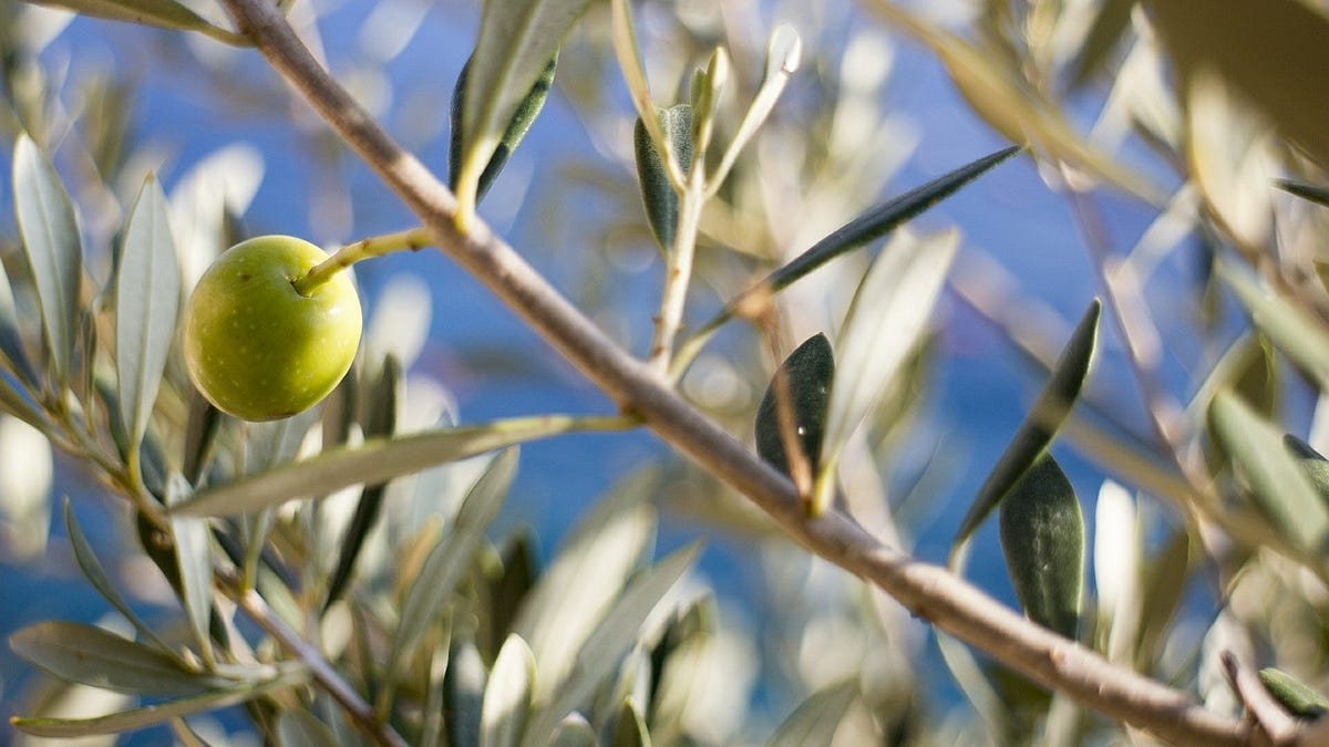 What an olive tree can teach us about focus | by Learning to notice ...