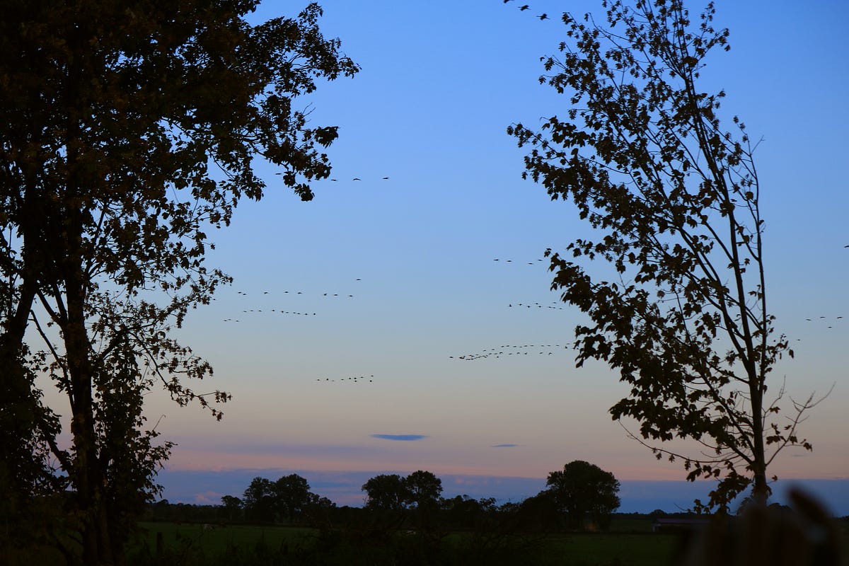 When Bird Watching is the Most Exciting Thing in Your Neighborhood | by ...