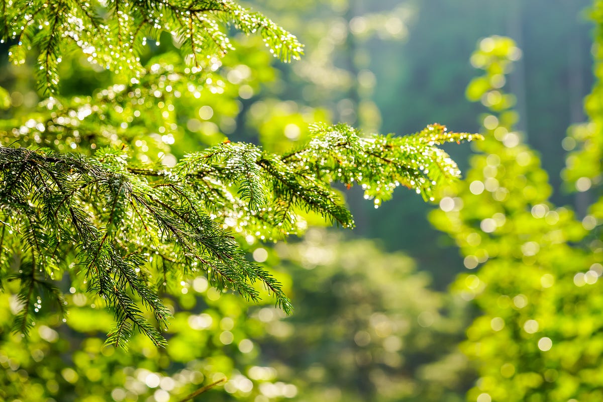 Your Soothing Song - Lifeline - Medium
