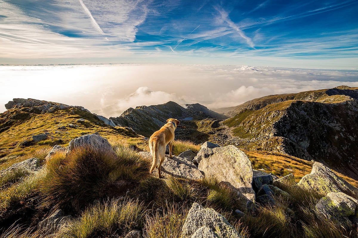 The Virtues of Dogs in Islam: Companionship and Service | by American ...
