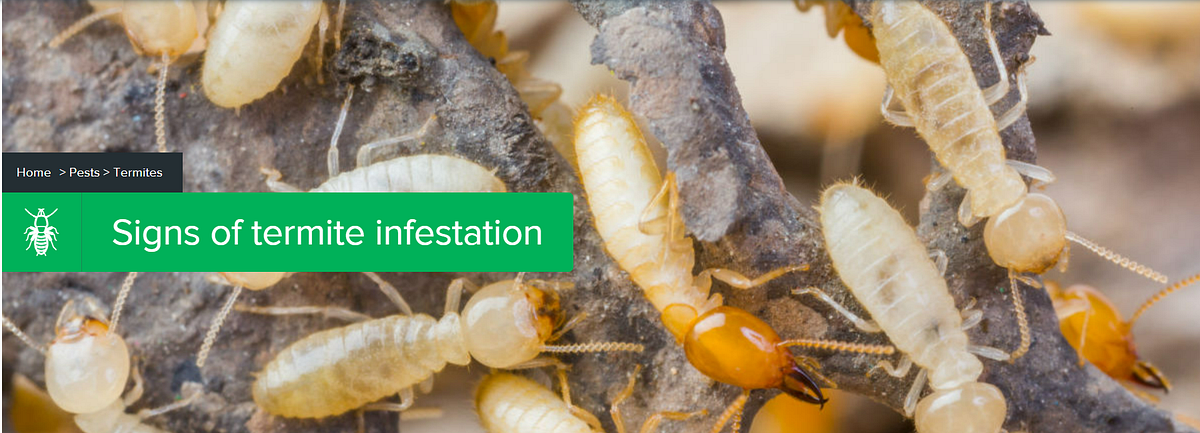 Signs of Termites in House. Termites are notorious for their… | by ...