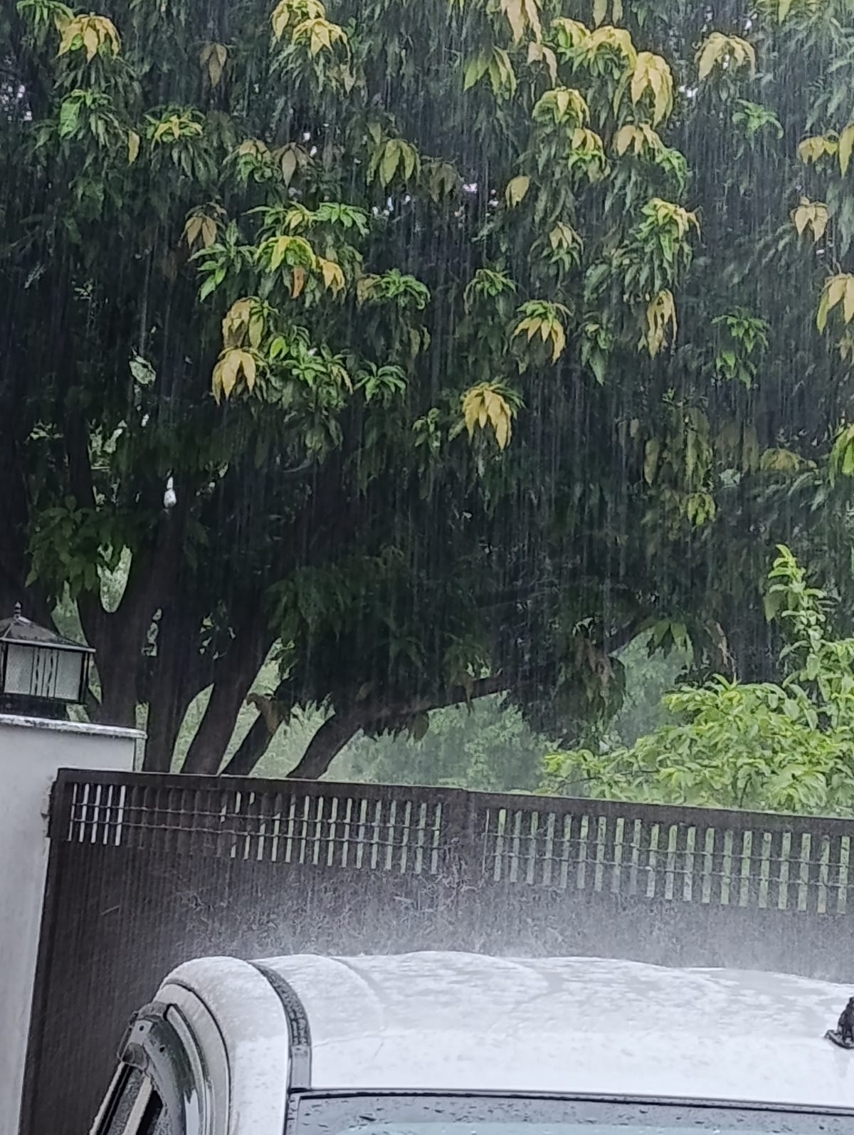 Dancing Romance of the Monsoon. The spectacular reunion of lovers. | by Anna Quest | Readers ...