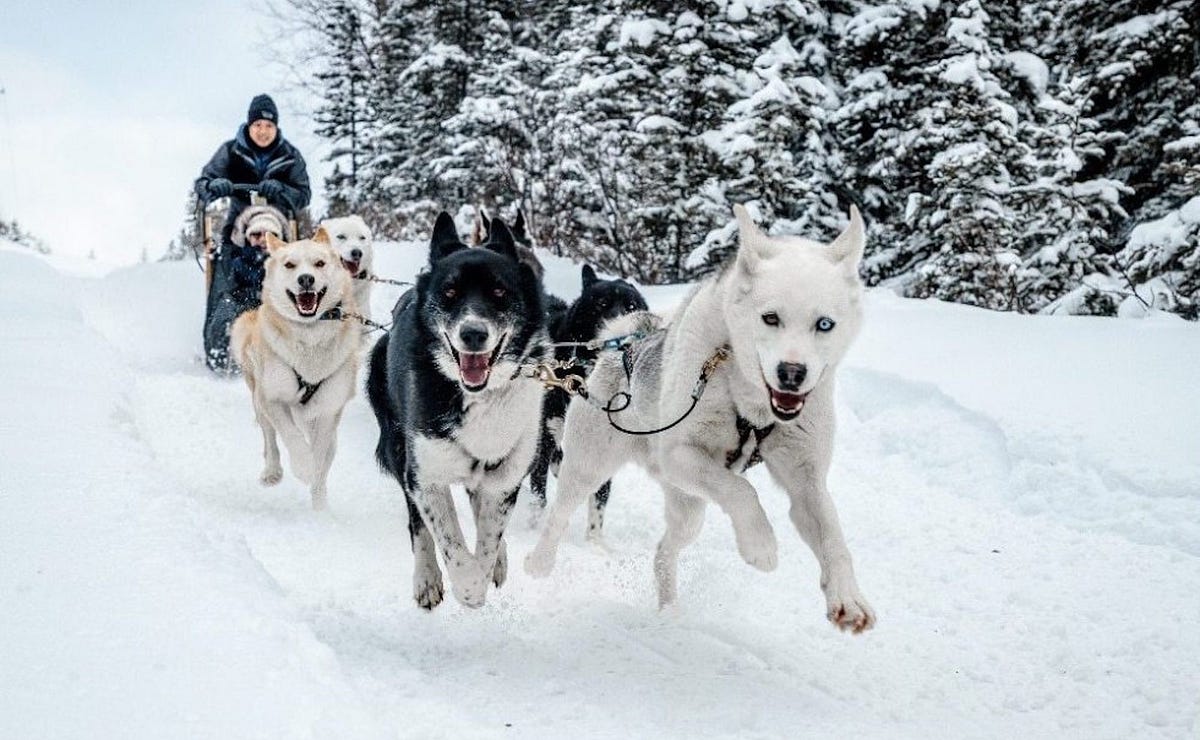 You, Not Me. They were the ones we barked at, | by Armaan Verma ...