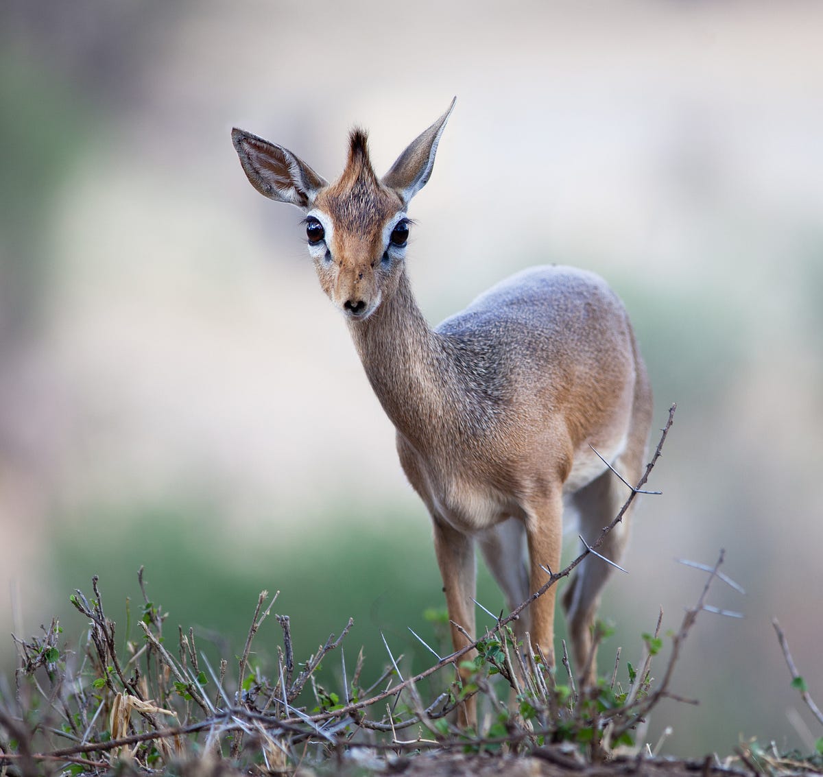 Richard Dik-dik: Chapter 3. Recap: Read Chapter 1 here Read… | by ...
