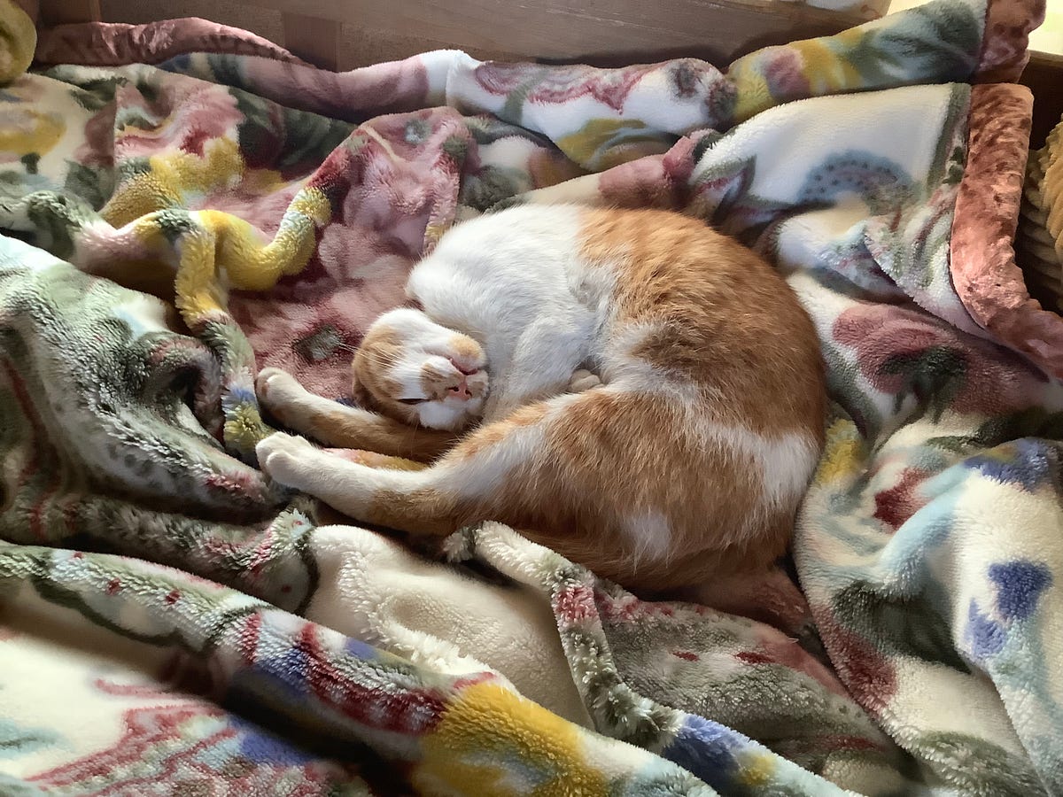 The Real Reason Cat Videos are So Popular | by Patty Kawasaki | Parallax Visions: Altering the ...