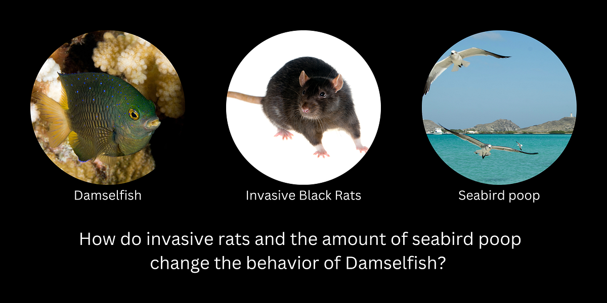 Invasive Rats and Seabird Poop Affects Damselfish Behavior | by Annette ...