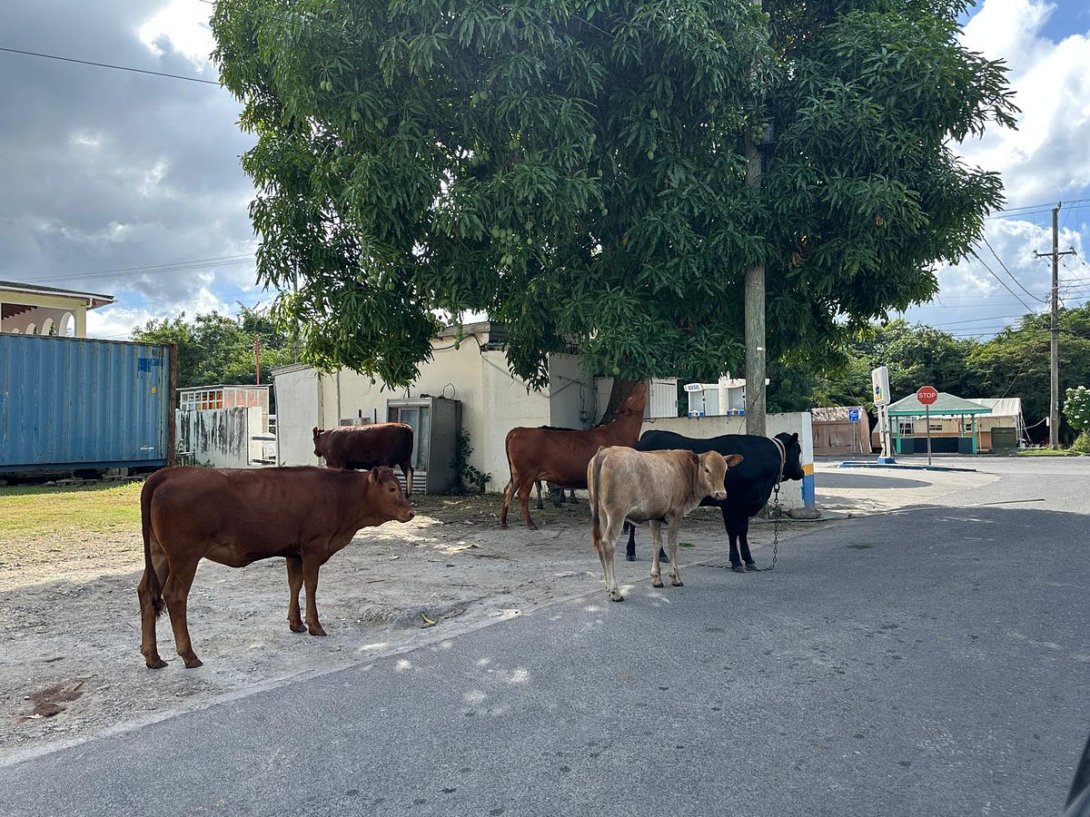 Mango Eating Cows - The Daily Cuppa - Medium