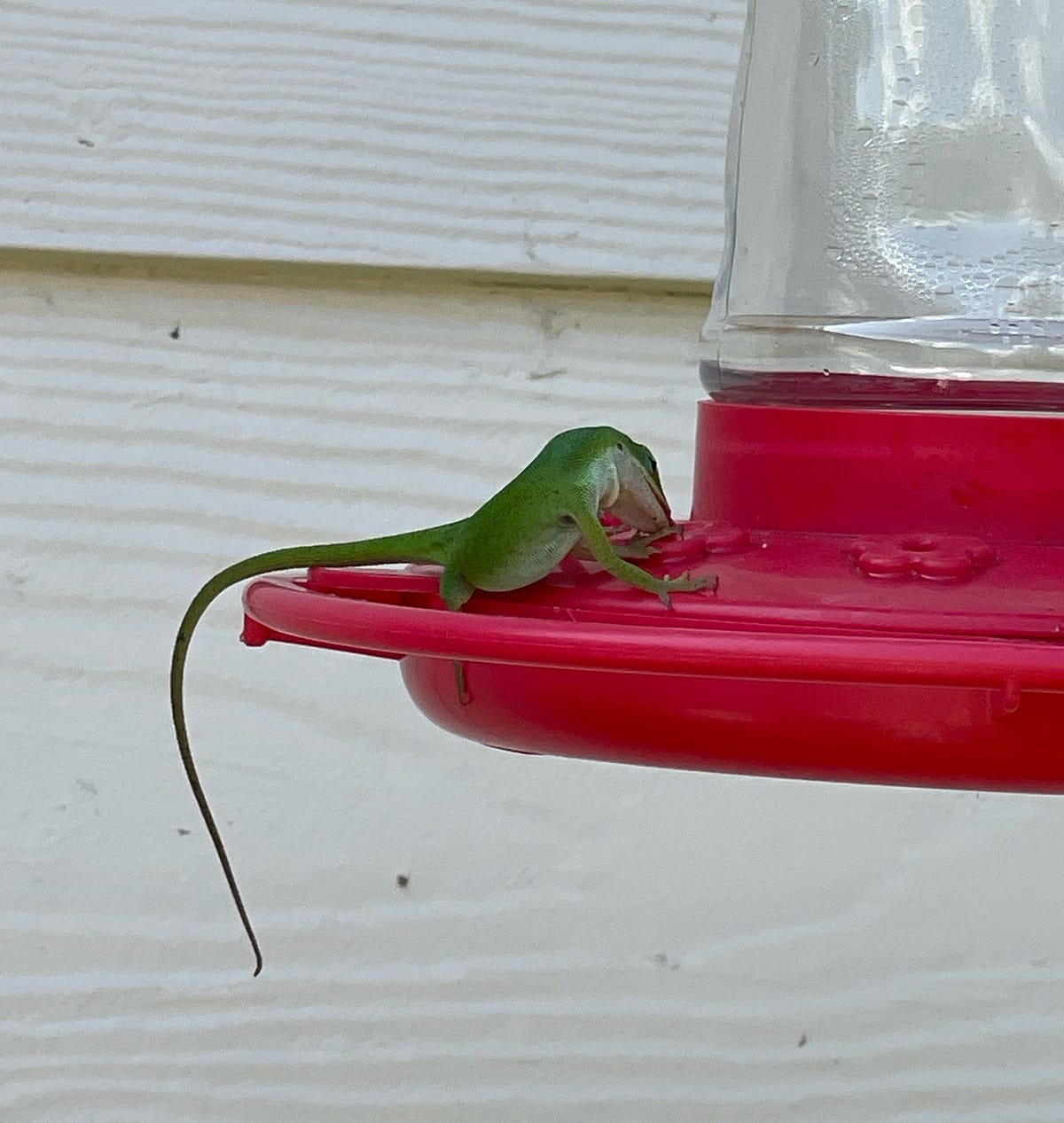 Move Over Hummers, We Love Nectar Too | by Gauri Sirur | Weeds ...
