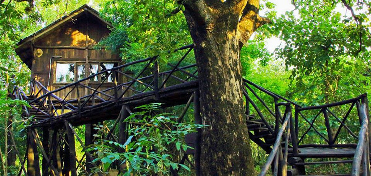 Luxury Amidst Nature: Unwind and Relax at a Forest Resort | by Jungle ...