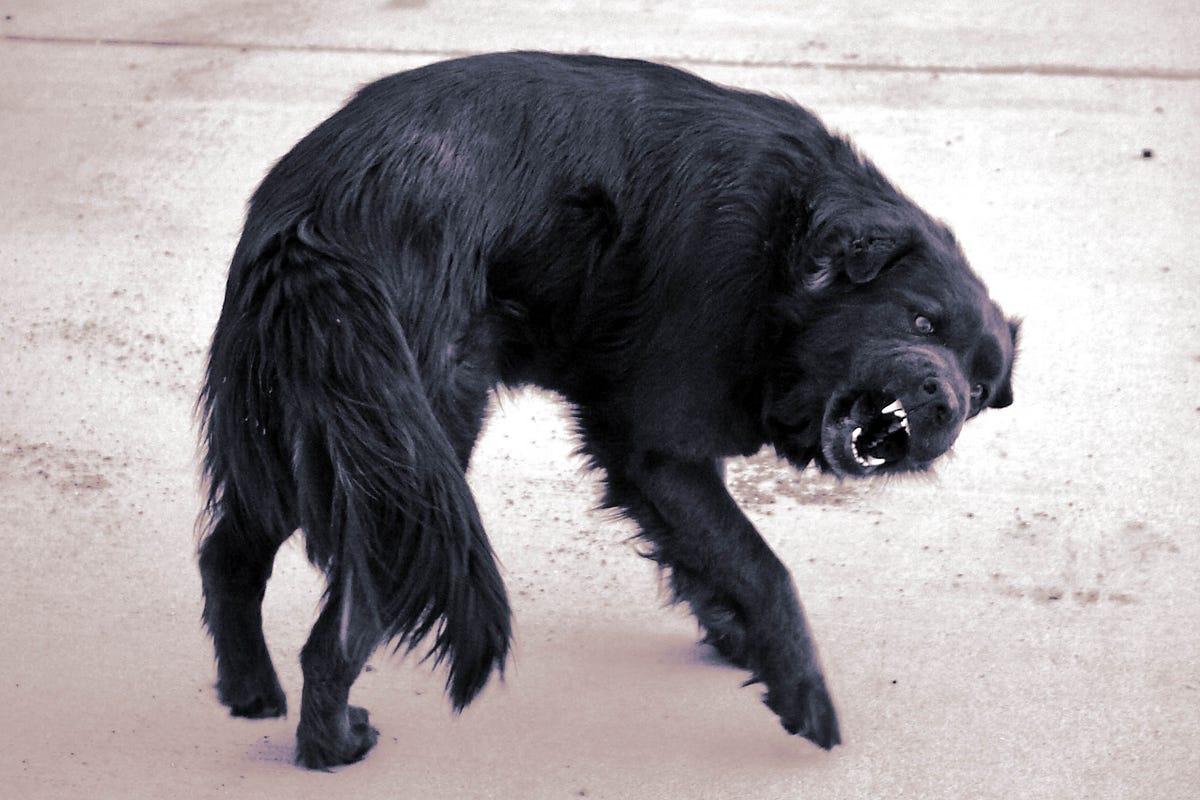 Ode to the Dark Hounds. Because the Black Dog of depression is… | by Dr ...